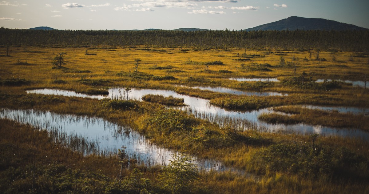 Our Townships Marshes, Ponds and Bogs | Eastern Townships (Quebec)