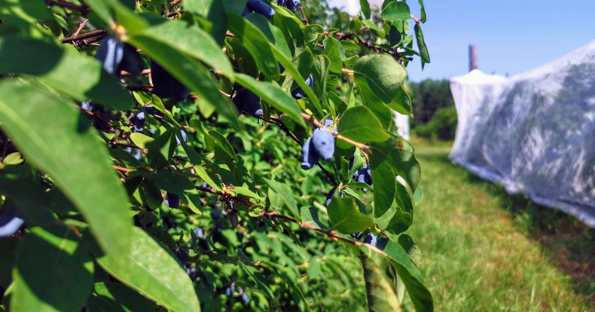 Little-Known Berries and Fruits to Pick | Eastern Townships (Quebec)